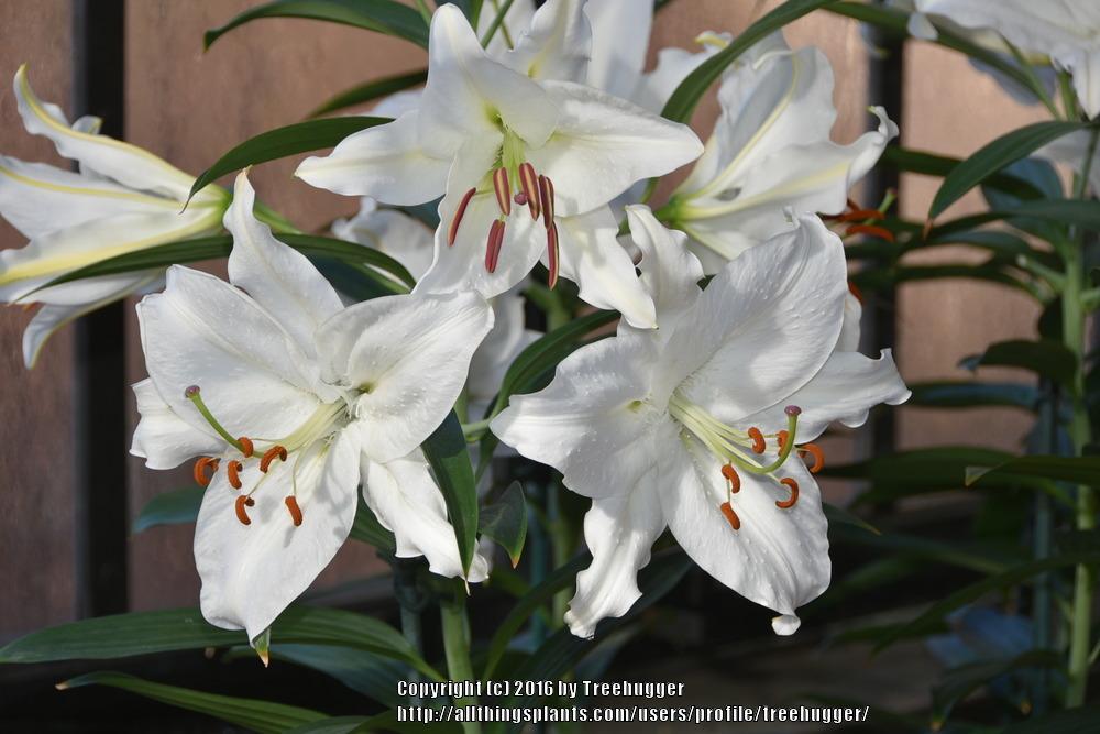 Photo of the bloom of Lily (Lilium 'Crystal Blanca') posted by ...