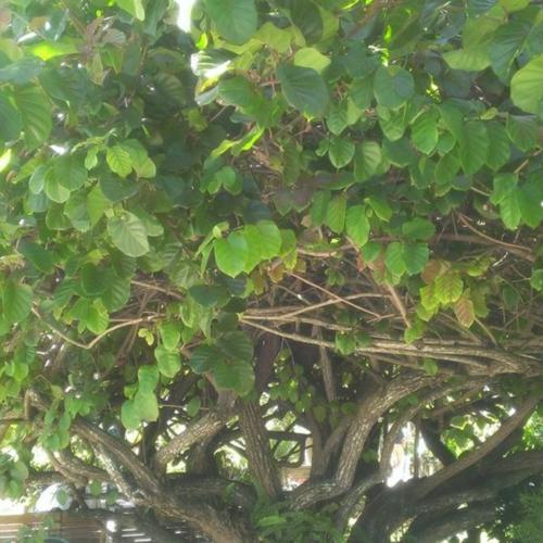 African Peach (Nauclea latifolia) - Garden.org