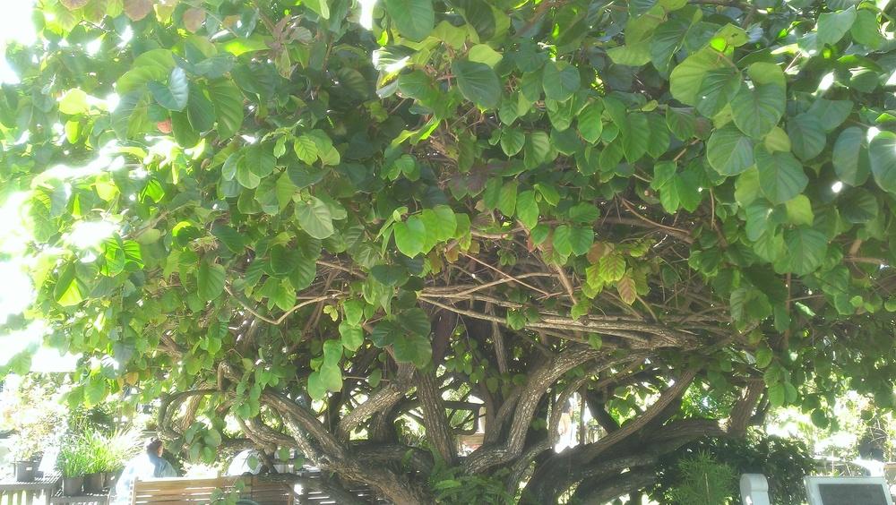 African Peach (Nauclea latifolia) - Garden.org