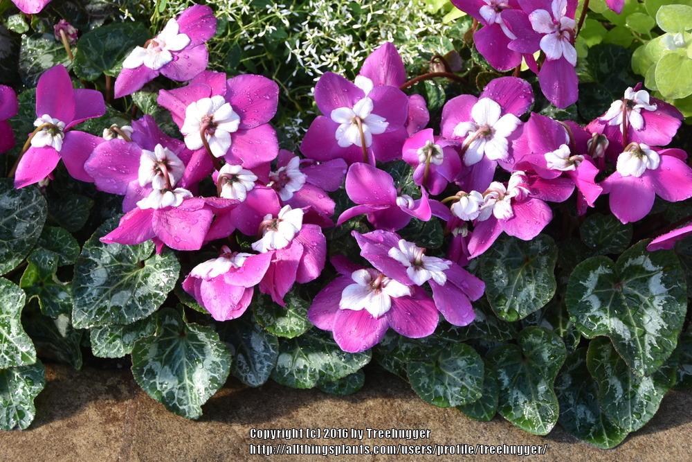 Parasol Flower (Cyclamen persicum 'Fleur en Vogue') - Garden.org