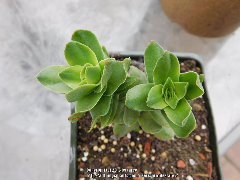 Photo of the entire plant of Red Crassula (Crassula coccinea) posted by ...