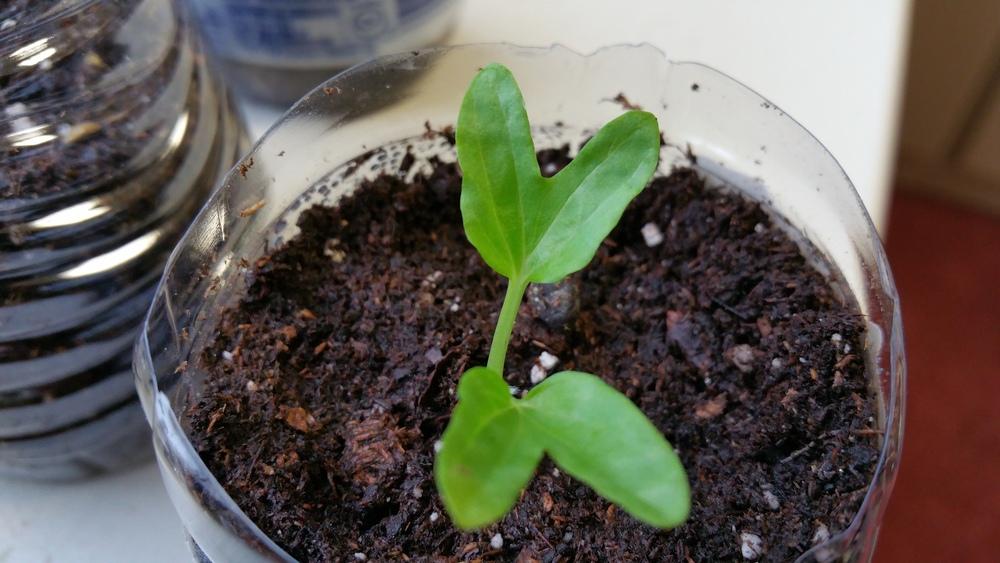 Argyreia (Argyreia capitiformis) - Garden.org