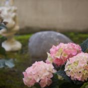 The Main Plant entry for Hydrangeas (Hydrangea) - Garden.org