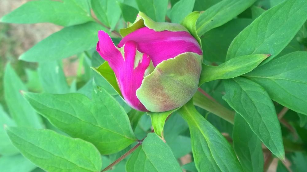 Photo of the closeup of buds, sepals and receptacles of Japanese Tree ...