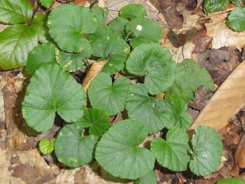 Robin Runaway (Rubus repens) in the Rubus Database - Garden.org
