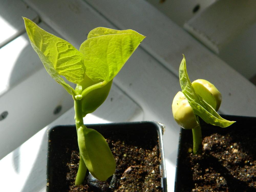 Photo of the seedling or young plant of Jack Bean (Canavalia ensiformis ...