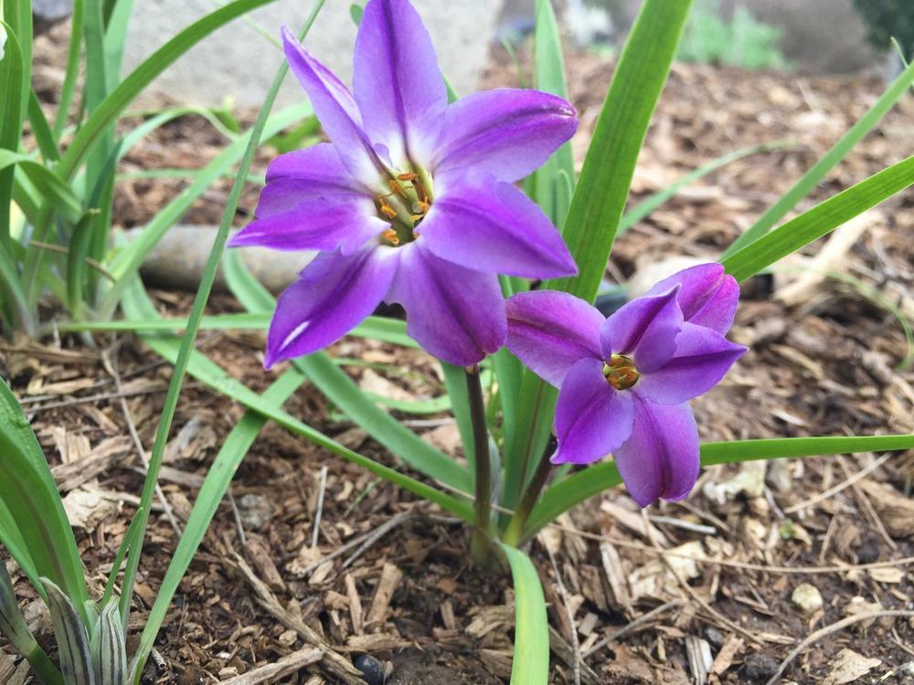 Spring Starflower (Ipheion uniflorum 'Froyle Mill') - Garden.org