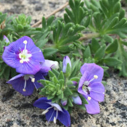 Blue Wooly Speedwell (Veronica pectinata) in the Veronicas Database ...