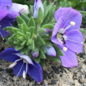 Blue Wooly Speedwell (Veronica pectinata) in the Veronicas Database ...