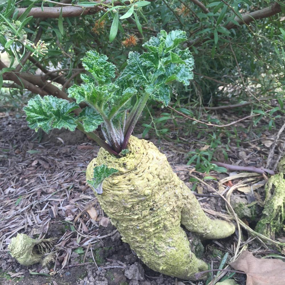 Colewort (Crambe cordifolia) - Garden.org