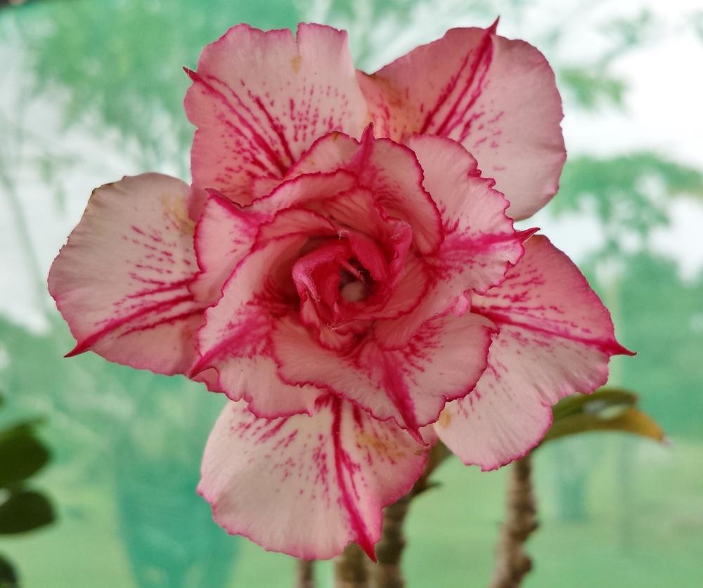 Adeniums: Plant Care and Collection of Varieties - Garden.org