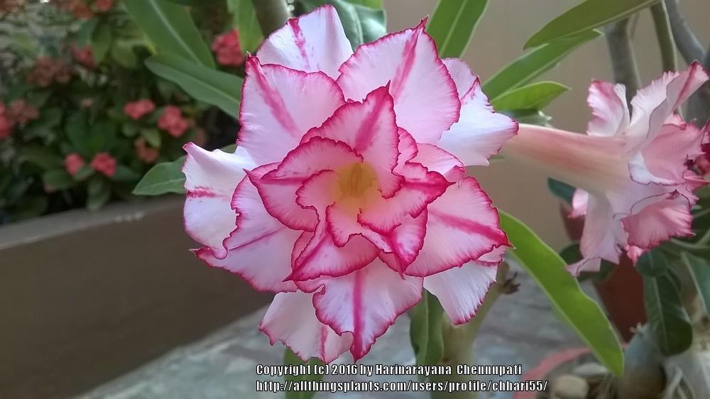 Adeniums: Plant Care and Collection of Varieties - Garden.org