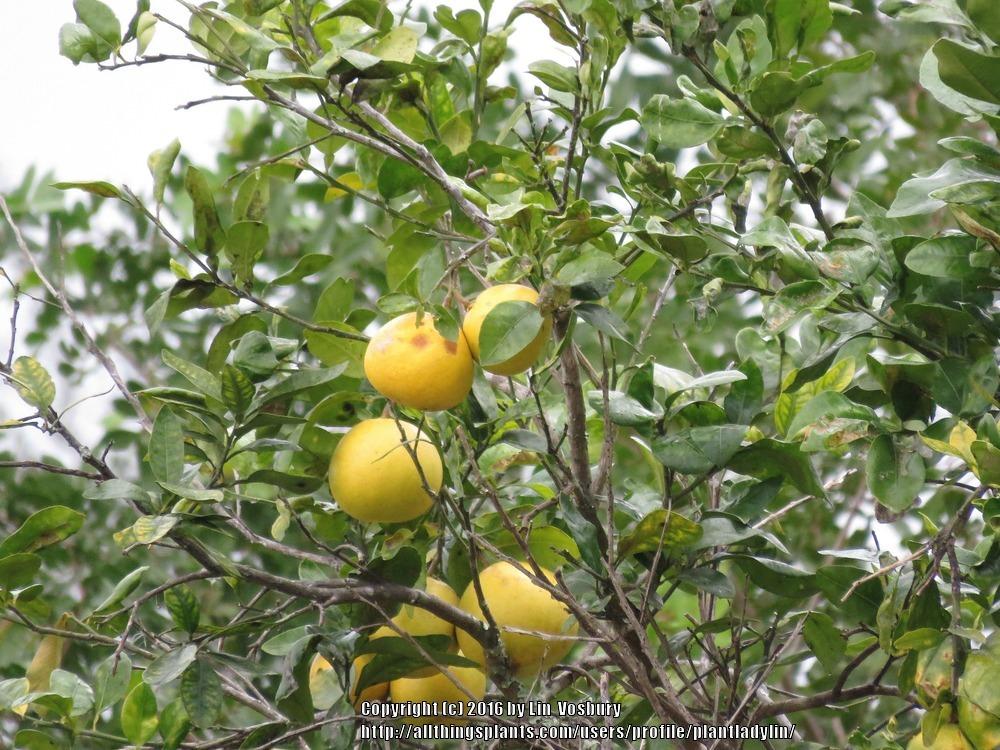 Citrus Fruits: Plant Care and Collection of Varieties - Garden.org