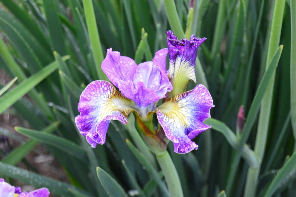 Photo of the bloom of Siberian Iris (Iris 'How Audacious') posted by ...