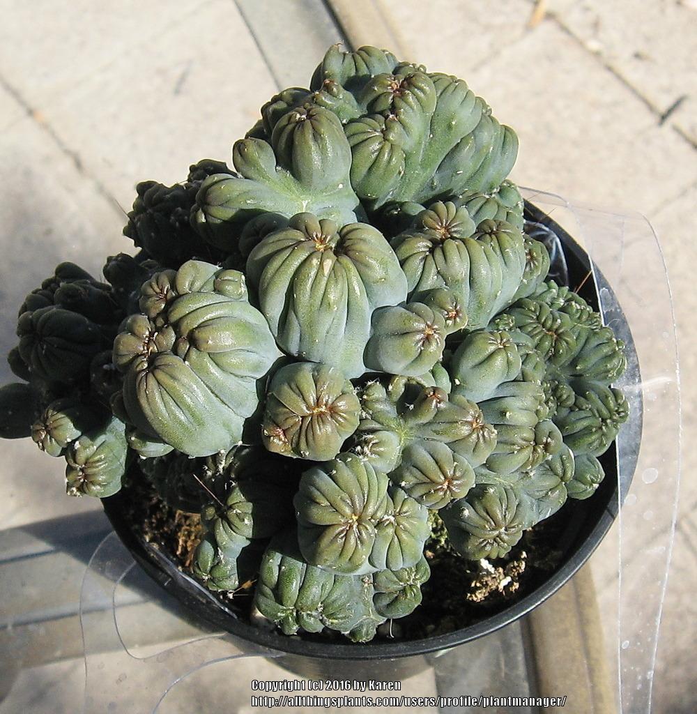 Ucle (Cereus forbesii) - Garden.org