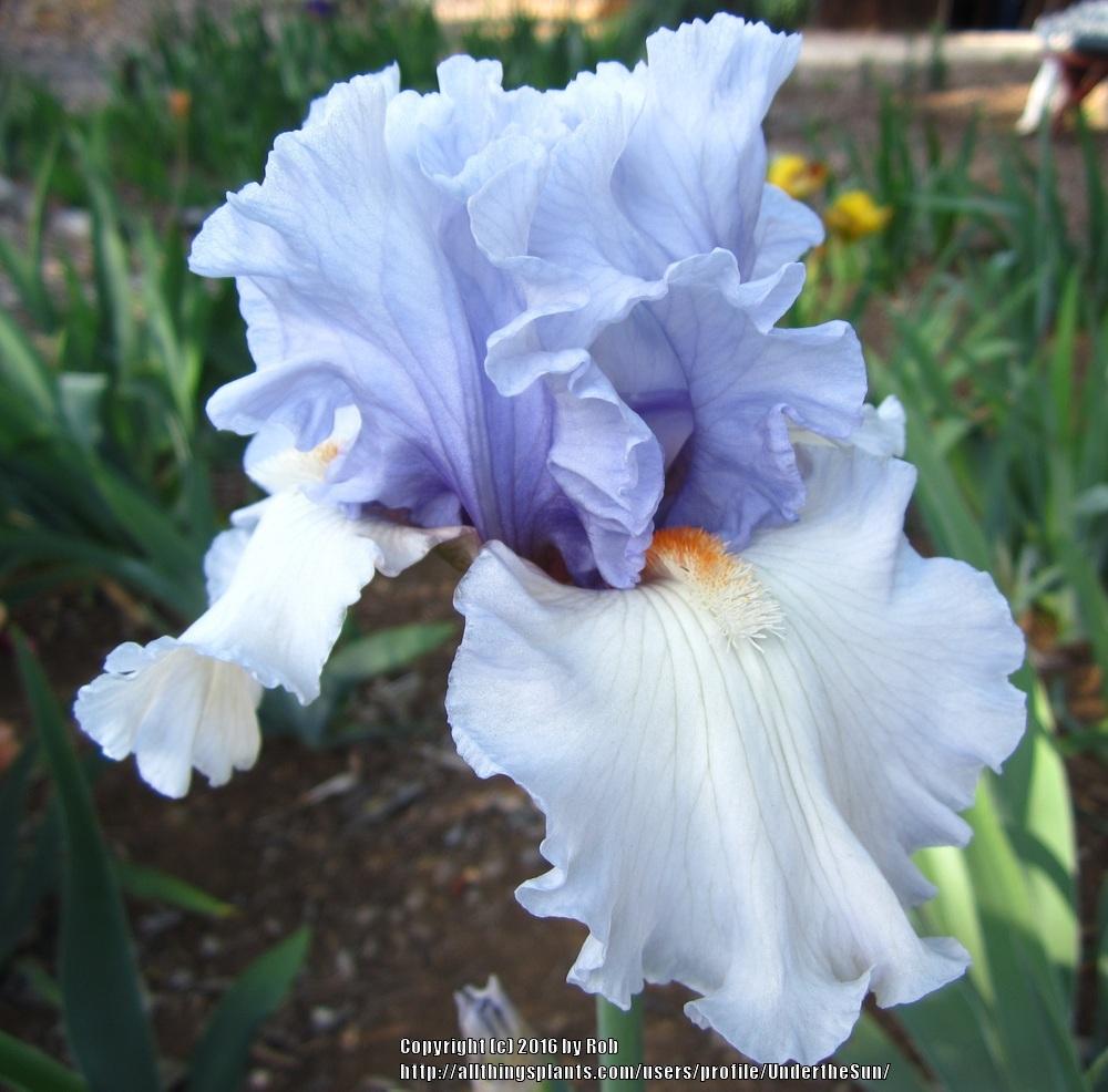 Photo of the bloom of Tall Bearded Iris (Iris 'Fogbound') posted by UndertheSun - Garden.org