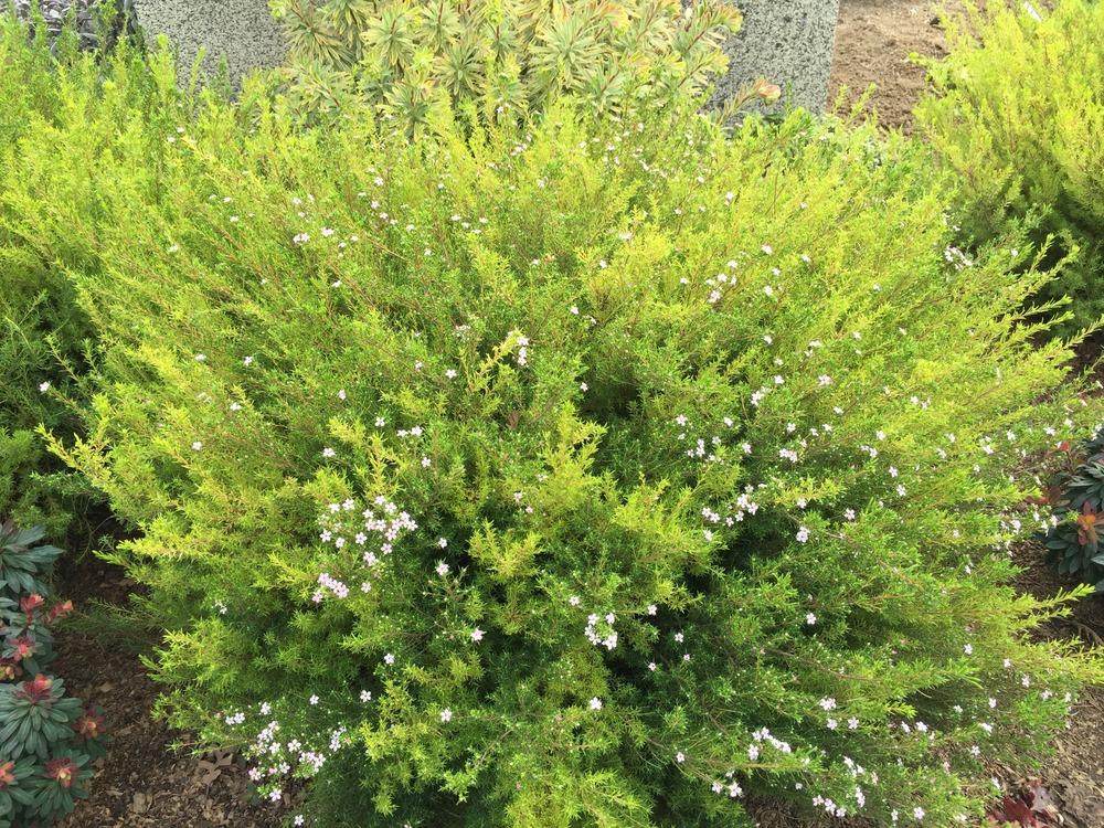 Photo of the bloom of Breath of Heaven (Coleonema pulchellum 'Sunset ...