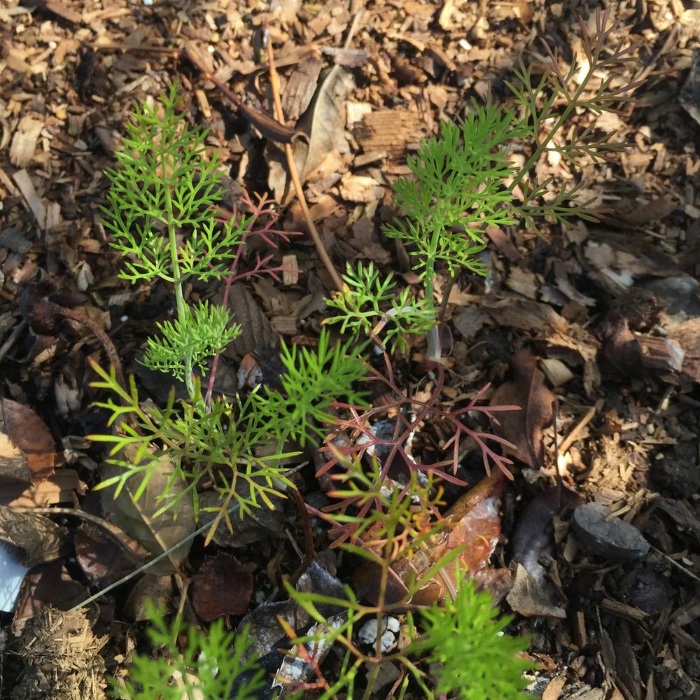 Photo of the seedling or young plant of Queen Anne's Lace (Daucus ...