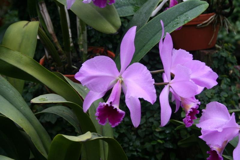 Orchid (Cattleya David Sander) - Garden.org