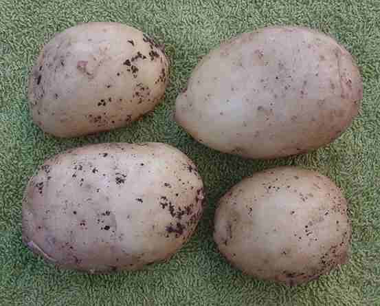 Potato (Solanum tuberosum 'Saxon') in the Potatoes Database - Garden.org