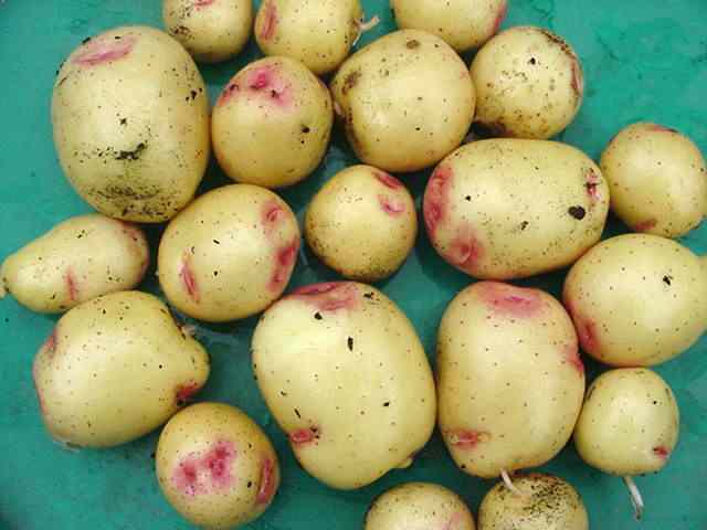 Potato (Solanum tuberosum 'Sunrise') in the Potatoes Database - Garden.org