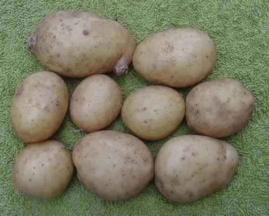 Potato (Solanum tuberosum 'Valor') in the Potatoes Database - Garden.org