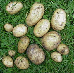 Potato (Solanum tuberosum 'Sharpes Express') in the Potatoes Database ...