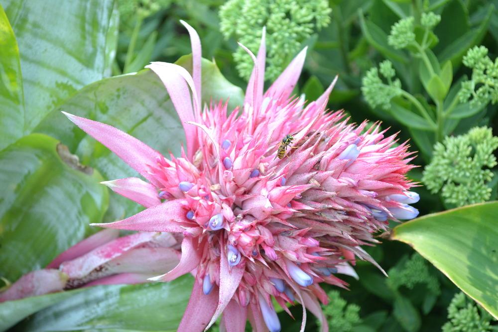Photo of the bloom of Urn Plant (Aechmea fasciata 'Primera') posted by ...
