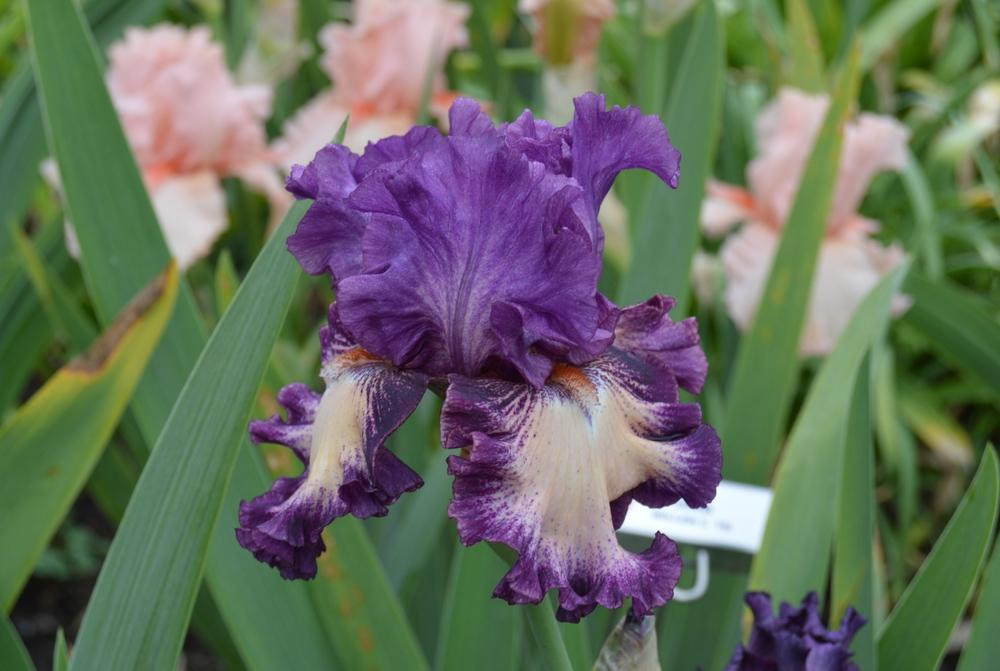 Photo of the bloom of Tall Bearded Iris (Iris 'Blushing Grapes') posted ...