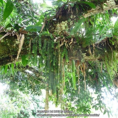 Orchid (Dichaea pendula) - Garden.org