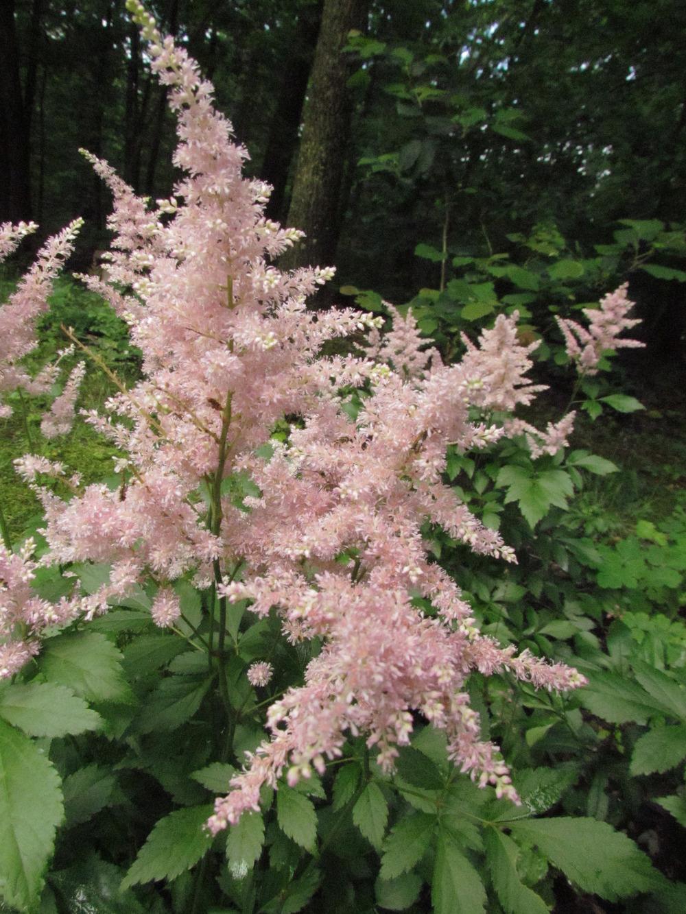 Astilbe 'Peach Blossom' in the Astilbes Database - Garden.org