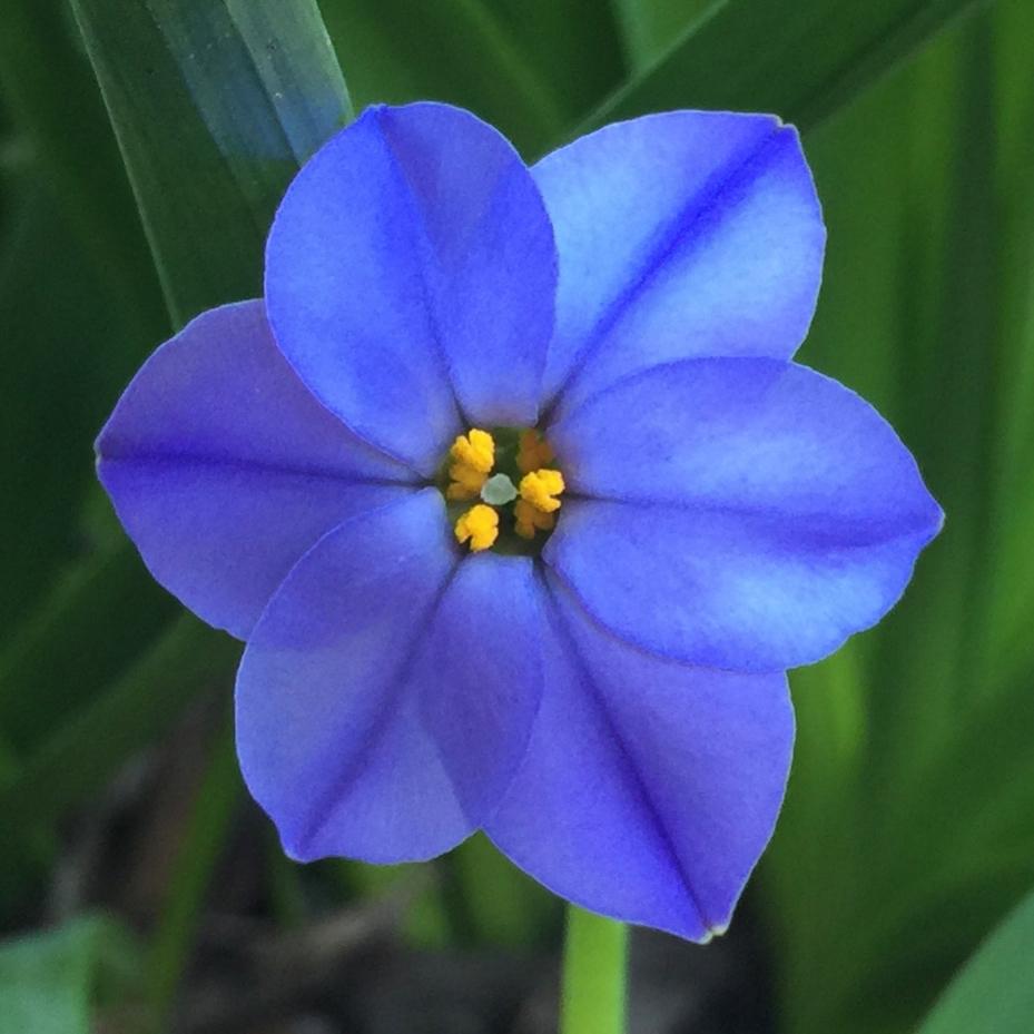 Photo of the bloom of Spring Starflower (Ipheion uniflorum 'Jessie ...