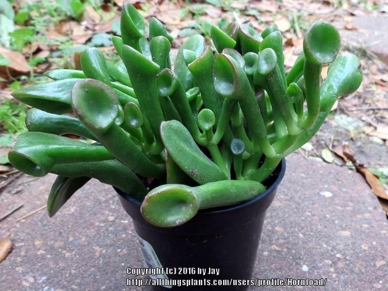 Photo of the entire plant of Jade Plant (Crassula ovata 'Ogre Ears ...