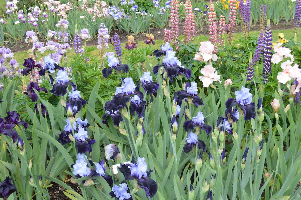 Photo of the bloom of Tall Bearded Iris (Iris 'Dangerous Mood') posted ...