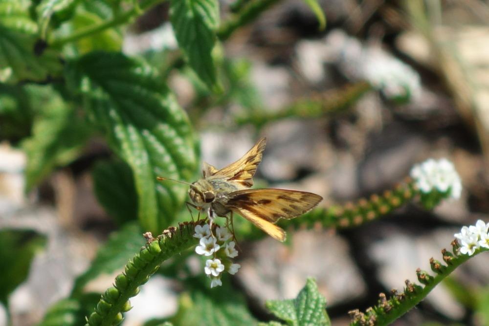 Photo of the bloom of Scorpion Tail (Heliotropium angiospermum) posted ...