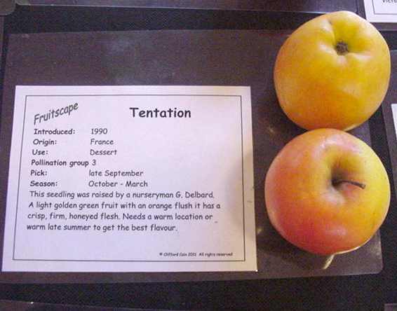 Apple (Malus domestica Tentation®) in the Apples Database - Garden.org
