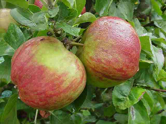 Apple (Malus domestica 'Tom Putt') in the Apples Database - Garden.org