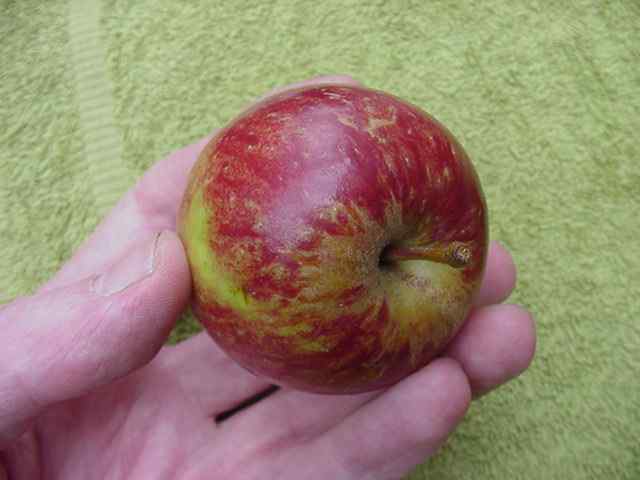 Apple (Malus domestica 'Winter Quarrenden') in the Apples Database - Garden.org