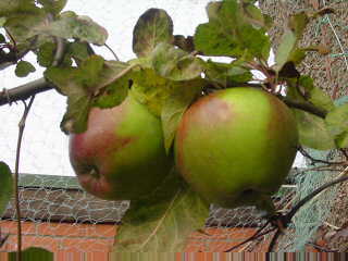 Apple (Malus domestica 'Whitwick Pippin') in the Apples Database - Garden.org