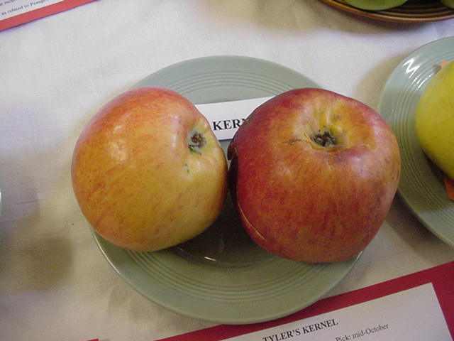 Apple (Malus domestica 'Tyler's Kernel') in the Apples Database ...