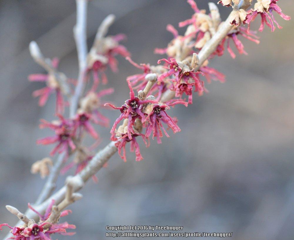 Photo of the bloom of Witch Hazel (Hamamelis 'Amethyst') posted by ...