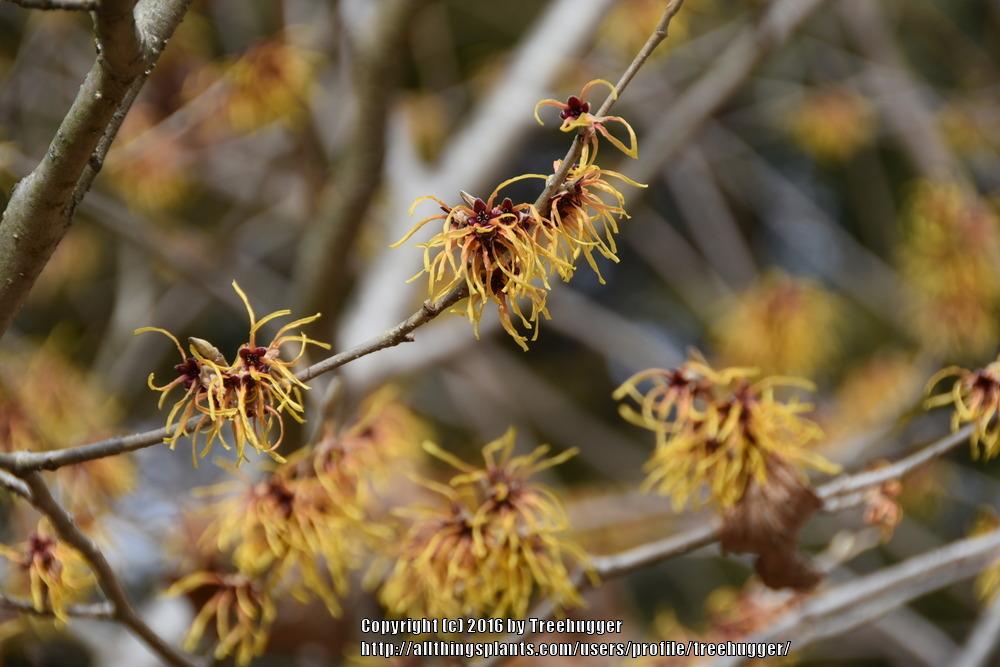 Photo of the bloom of Witch Hazel (Hamamelis 'Winter Beauty') posted by ...