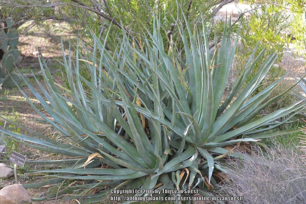 Soap Agave (Agave chrysoglossa) in the Agaves Database - Garden.org