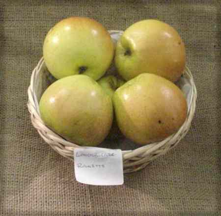 Apple (Malus domestica 'Landsberger Reinette') in the Apples Database ...