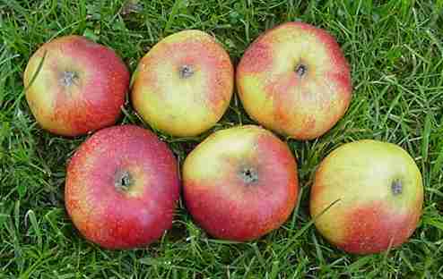Apple (Malus domestica 'May Queen') in the Apples Database - Garden.org