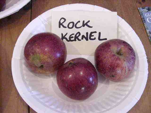 Apple (Malus domestica 'Rock Kernel') in the Apples Database - Garden.org