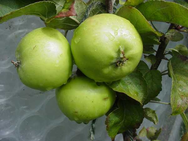 Apple (Malus domestica 'Sam Bell') in the Apples Database - Garden.org