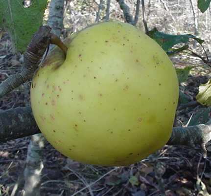 Apple (Malus domestica 'Polly Whitehair') in the Apples Database ...