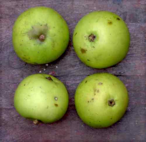 Apple (Malus domestica 'Metton Roy') in the Apples Database - Garden.org
