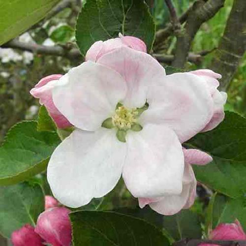 Apple (Malus domestica 'Golden Noble') in the Apples Database - Garden.org